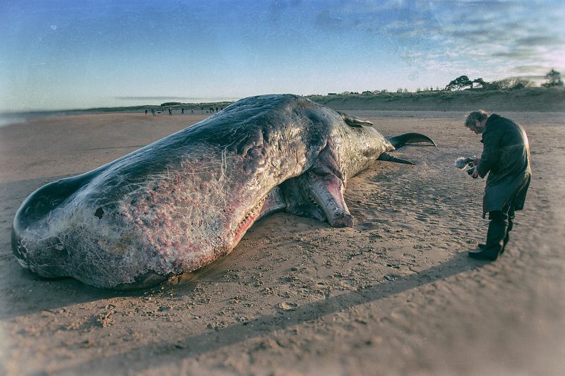 Sperm Whale bull washes up on Norfolk Coast - by Javier Delgado Esteban