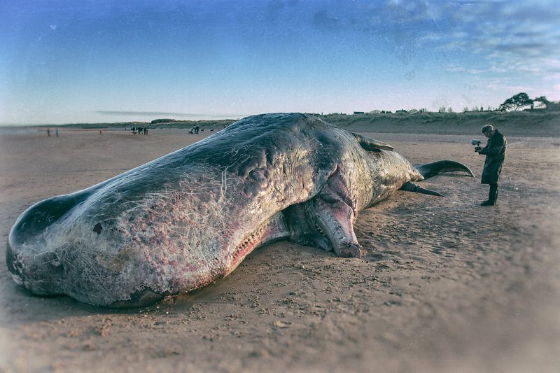 Sperm Whale bull washes up on Norfolk Coast - by Javier Delgado Esteban
